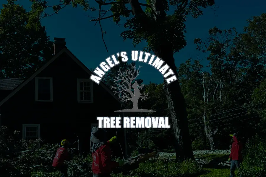 Tree Service Bethel, CT | 10% Off Military and Senior Citizens