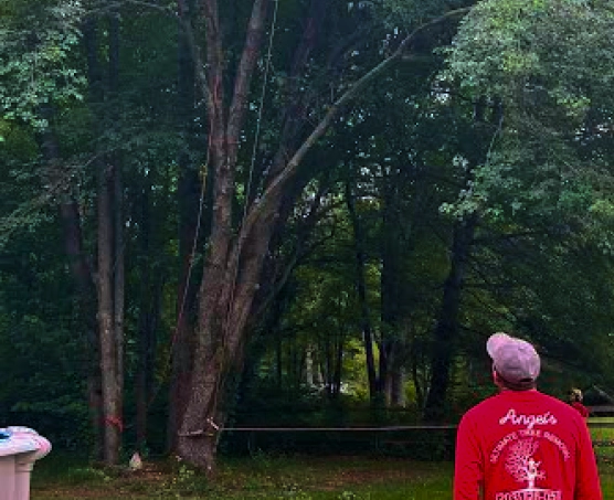 Tree Removal Service Bethel, CT | 10% Off Military and Senior Citizens