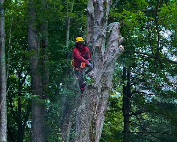 Tree Trimming Service Bethel, CT | Free Estimates
